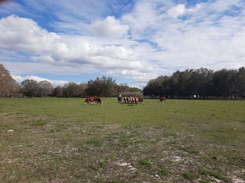 Pasco County Florida Land for Sale - landflip