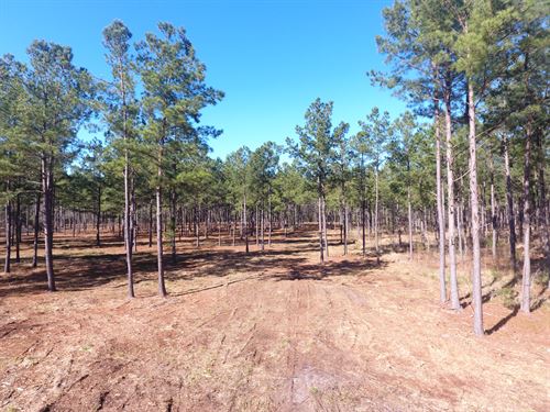 Colleton County South Carolina Land for Sale : LANDFLIP