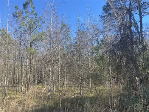 Louisiana Land for Sale : Page 3 of 20 : LANDFLIP