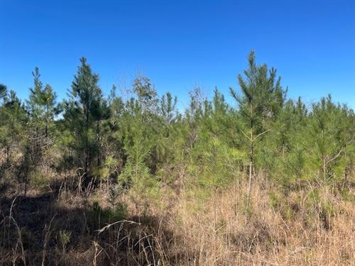 Mississippi Land for Sale : Page 21 of 55 - landflip
