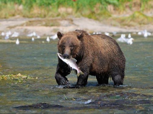 Pilot Point Alaska Land for Sale : LANDFLIP