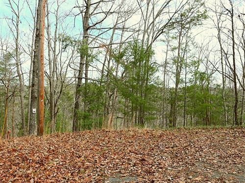 Georgia Hunting Land for Sale : LANDFLIP