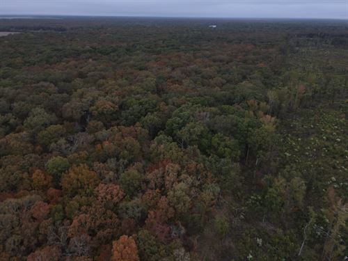 Casscoe Arkansas Timber Land for Sale : LANDFLIP