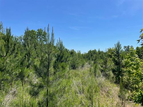 South Carolina Land for Sale : Page 7 of 26 : LANDFLIP