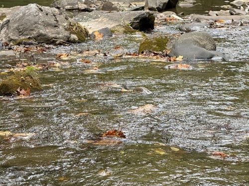 West Virginia Land for Sale : LANDFLIP